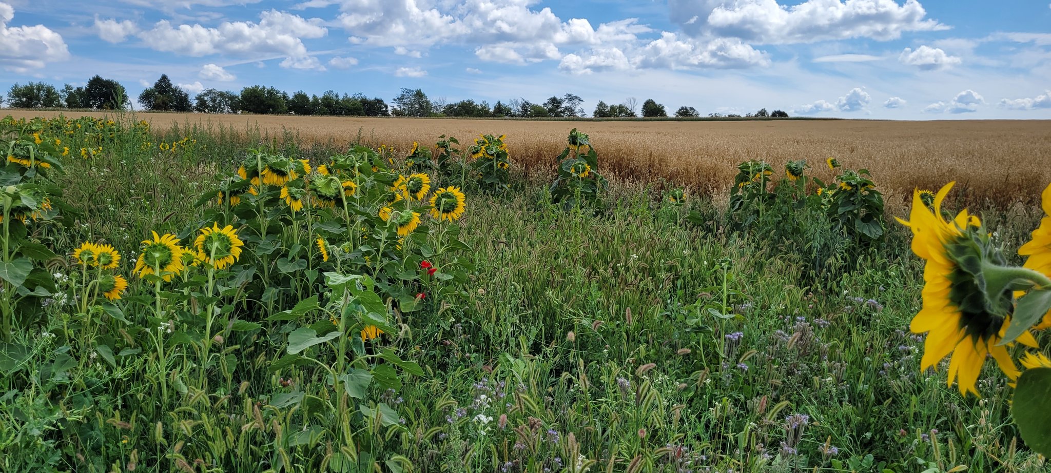 LivingLab - Ontario Soil Crop